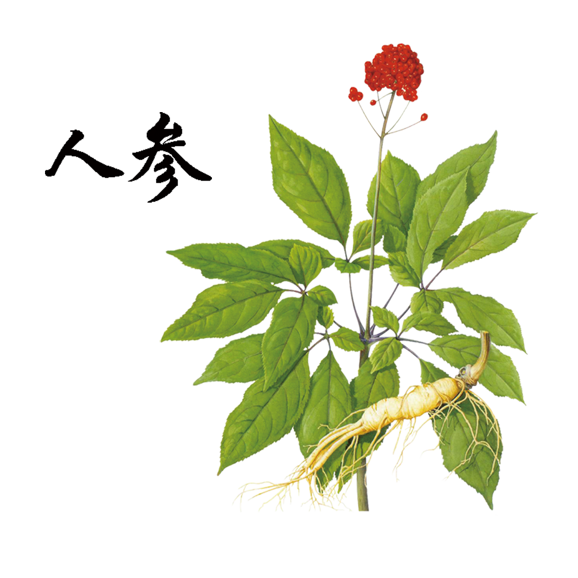 innoslim®-das-geheimis-von-root-sculpt – Wellondo Thomas Hofacker